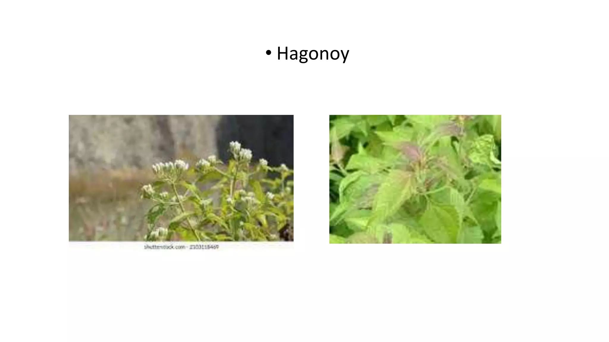 1.FORAGE AND PASTURE.pptx