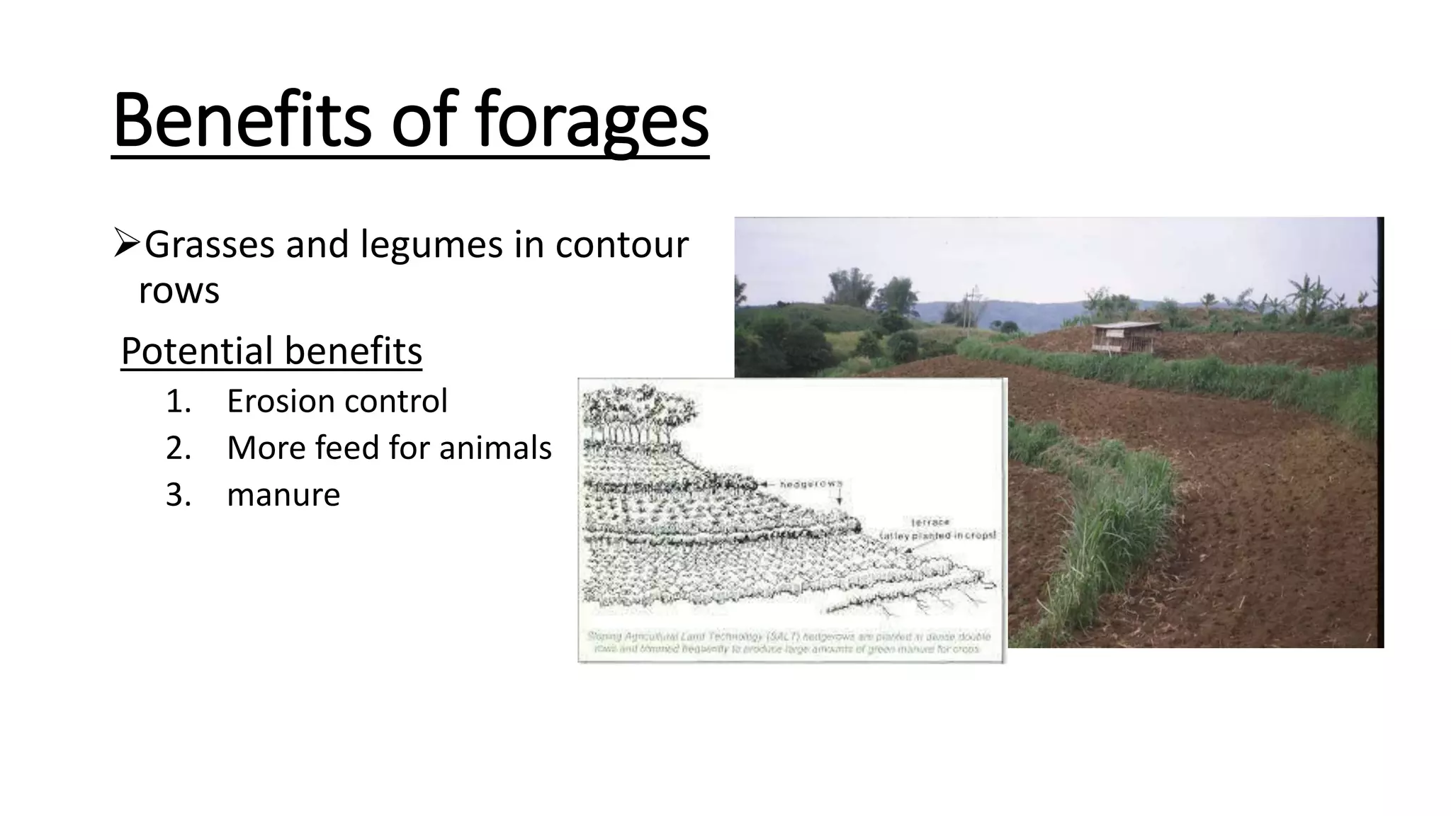 1.FORAGE AND PASTURE.pptx