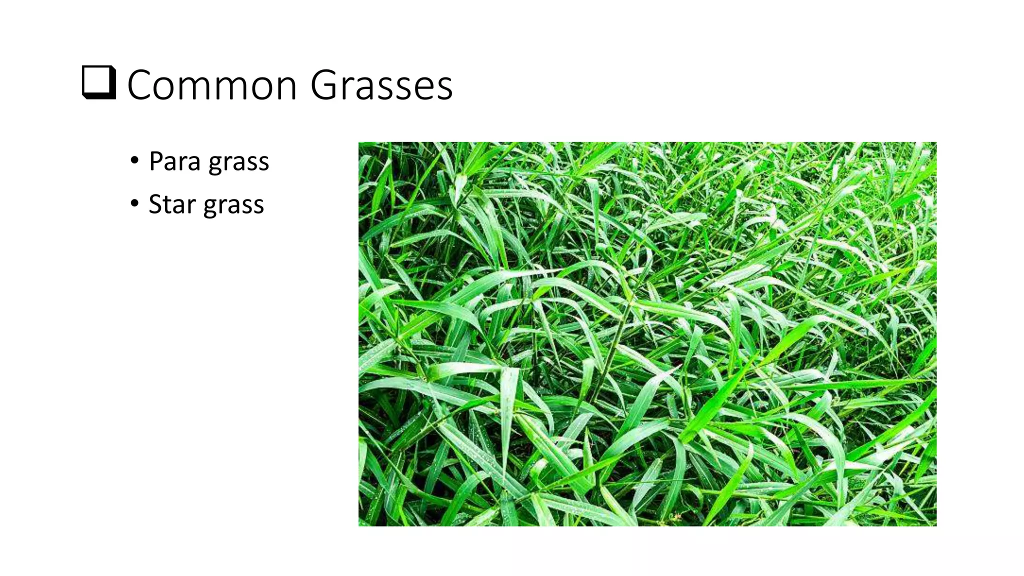 1.FORAGE AND PASTURE.pptx