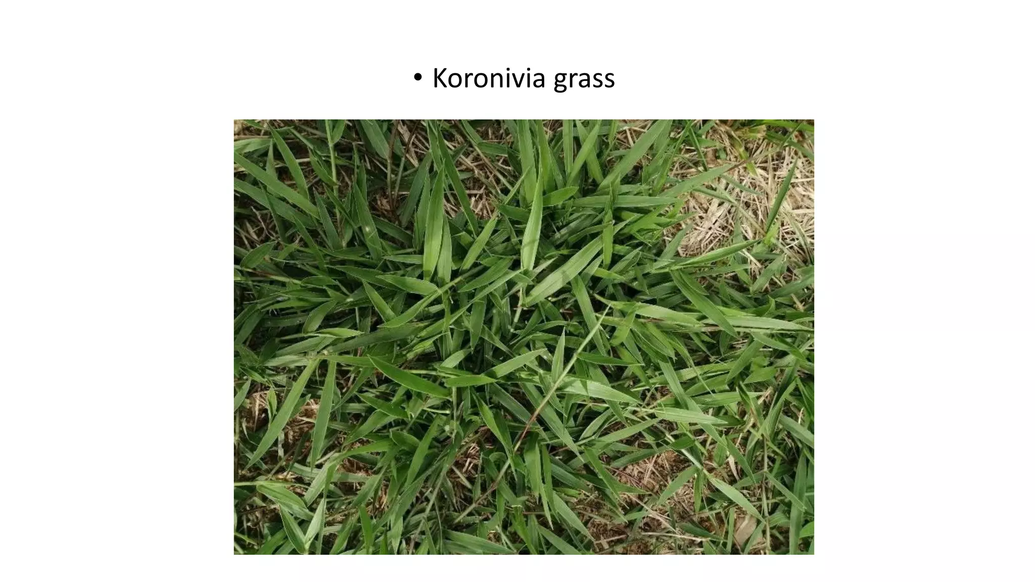 1.FORAGE AND PASTURE.pptx