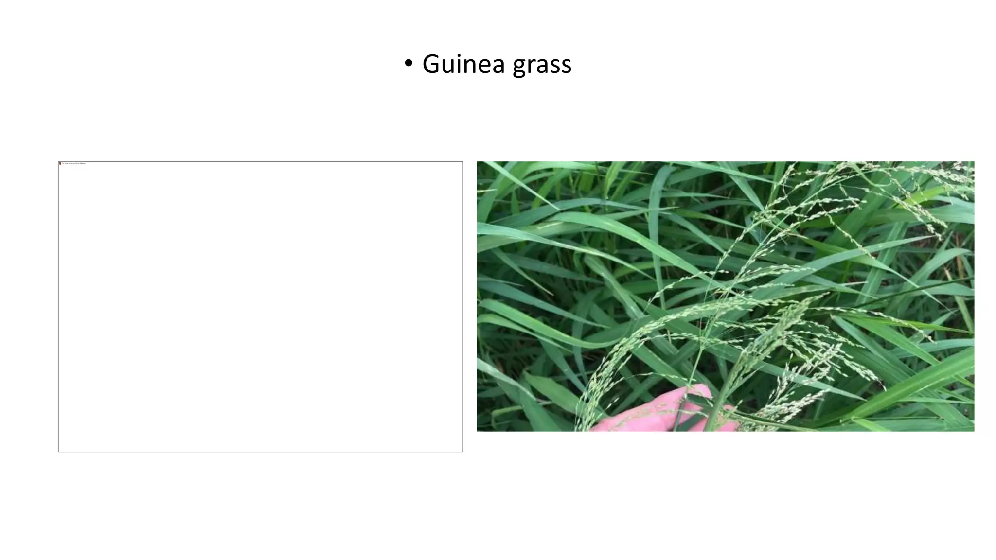 1.FORAGE AND PASTURE.pptx