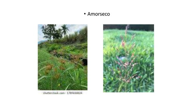 1.FORAGE AND PASTURE.pptx | Agriculture | Industries