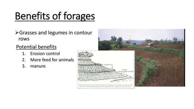 1.FORAGE AND PASTURE.pptx | Agriculture | Industries