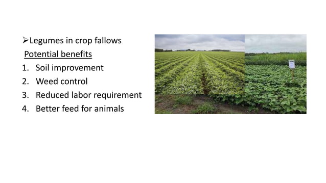 1.FORAGE AND PASTURE.pptx | Agriculture | Industries