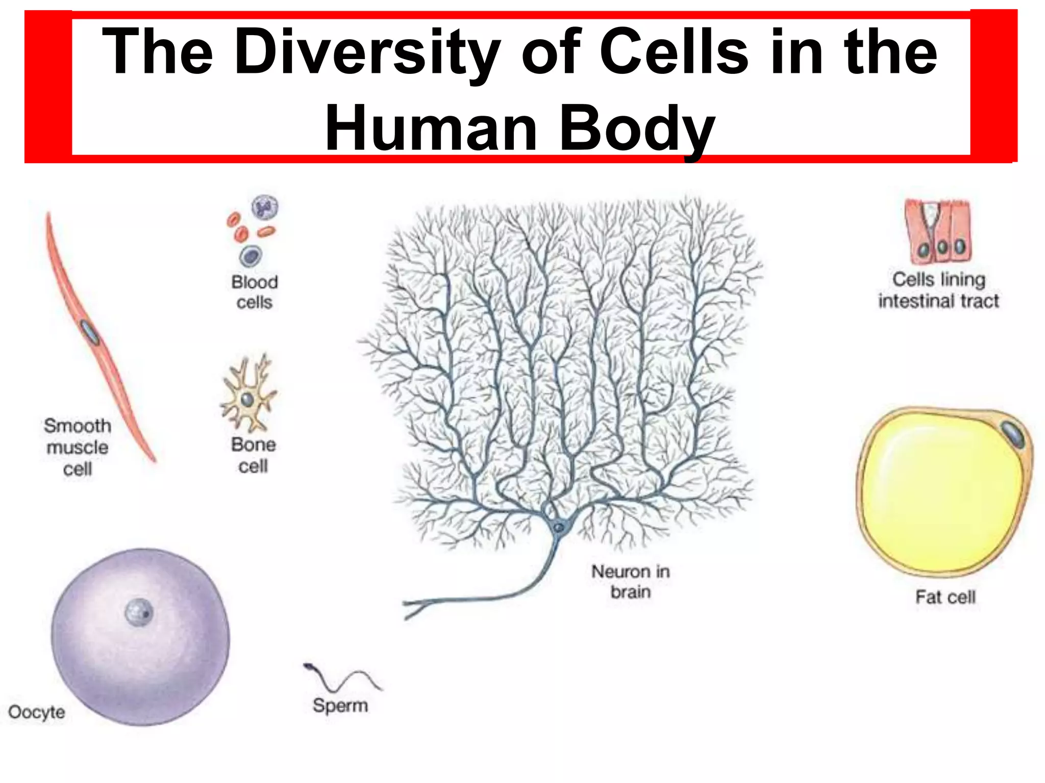 1.EPITHELIAL TISSUE (1).pptx