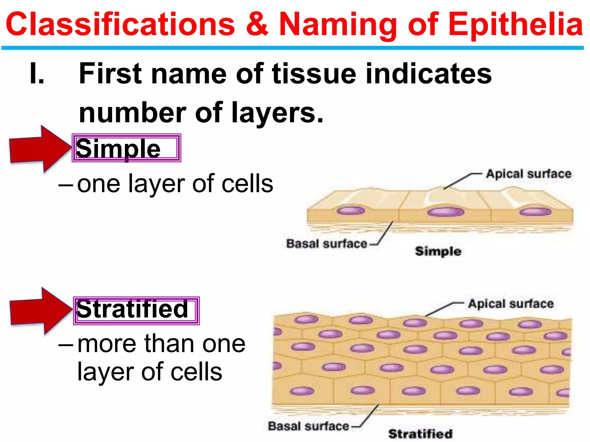 1.EPITHELIAL TISSUE (1).pptx