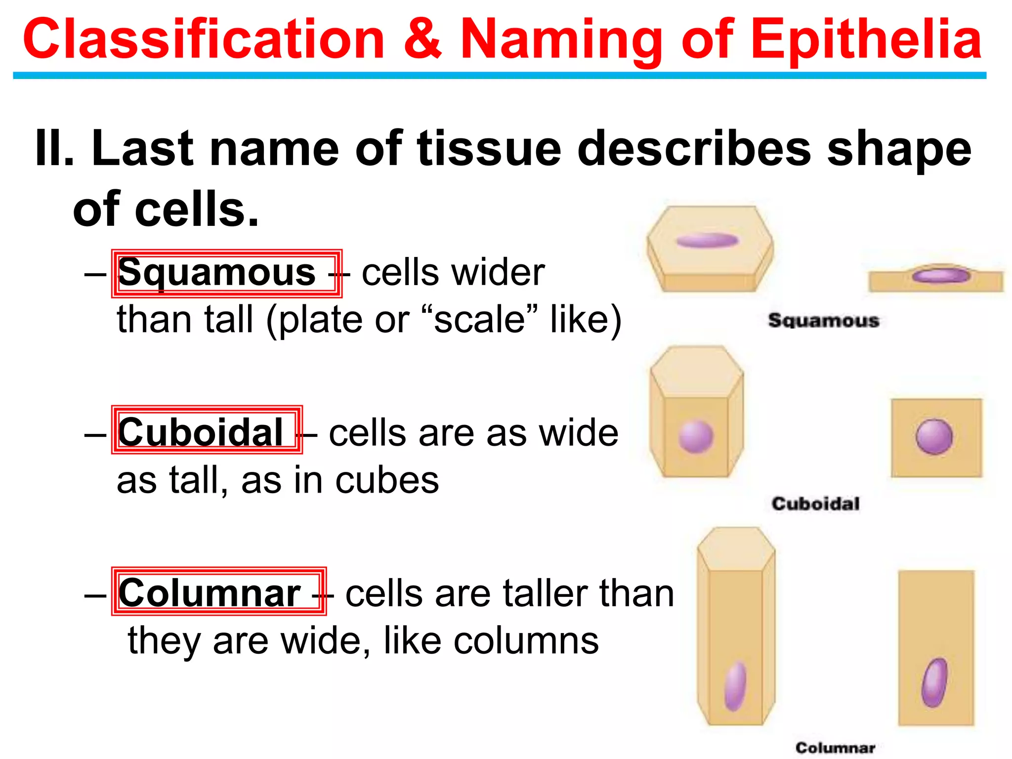 1.EPITHELIAL TISSUE (1).pptx