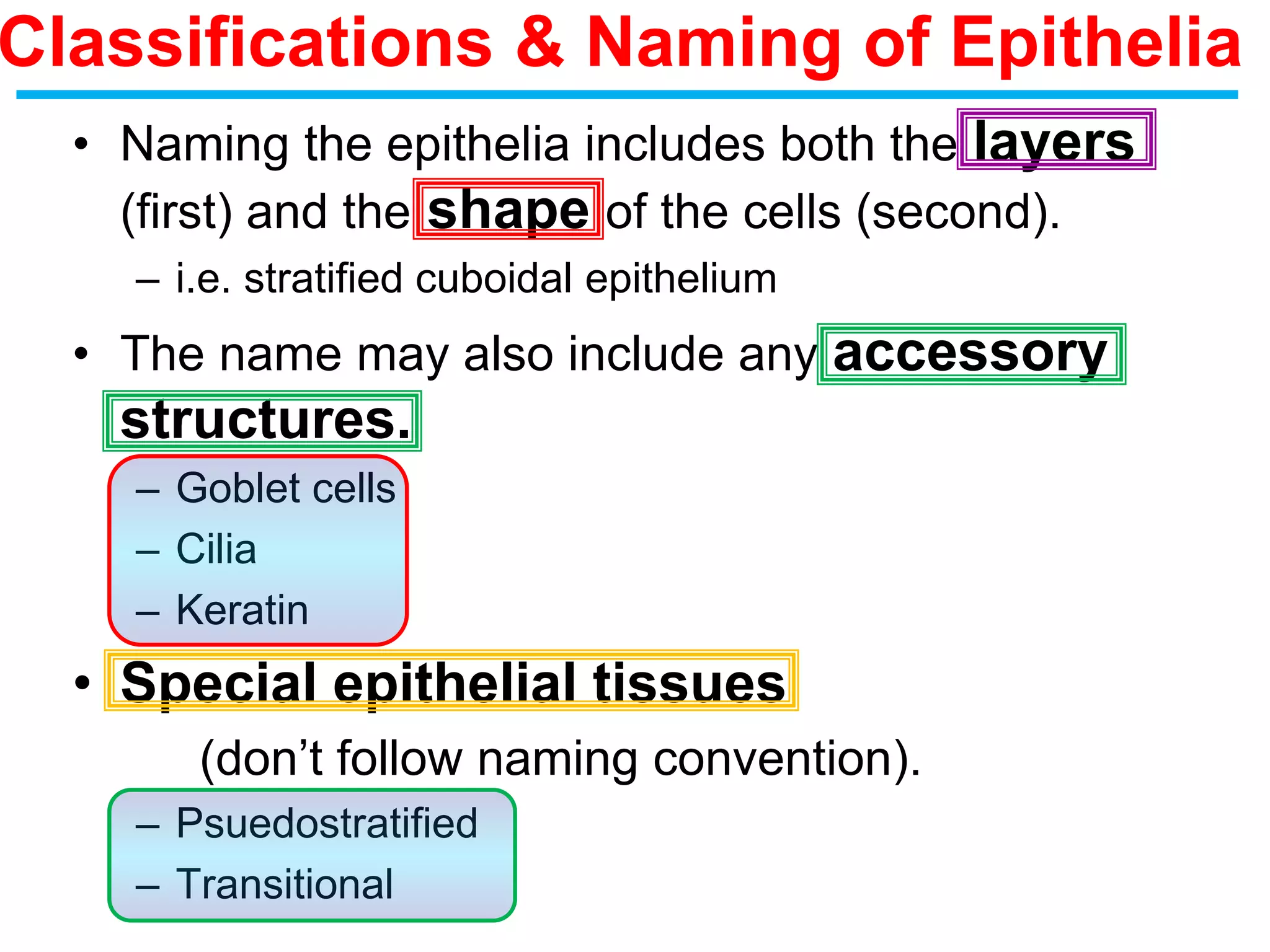 1.EPITHELIAL TISSUE (1).pptx