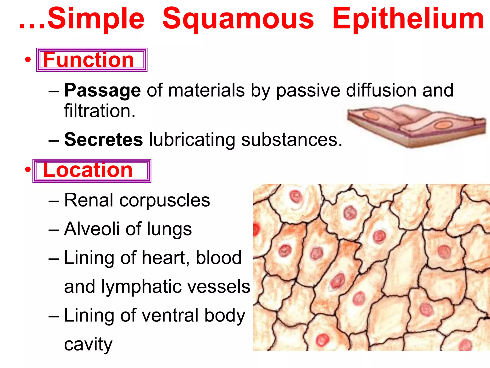 1.EPITHELIAL TISSUE (1).pptx