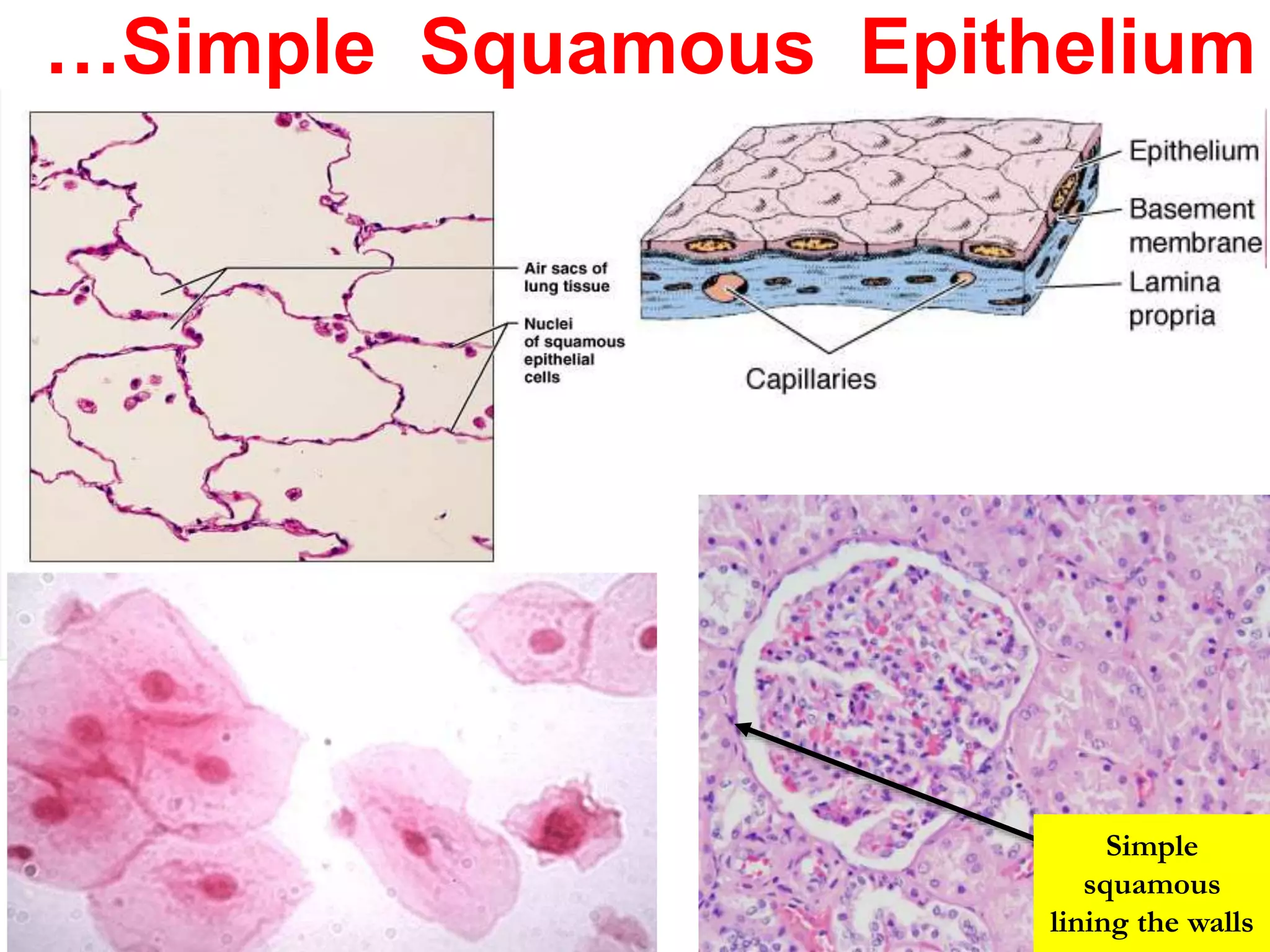 1.EPITHELIAL TISSUE (1).pptx