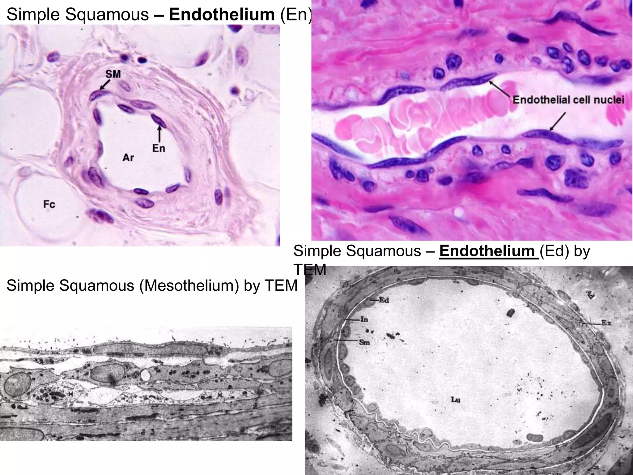 1.EPITHELIAL TISSUE (1).pptx