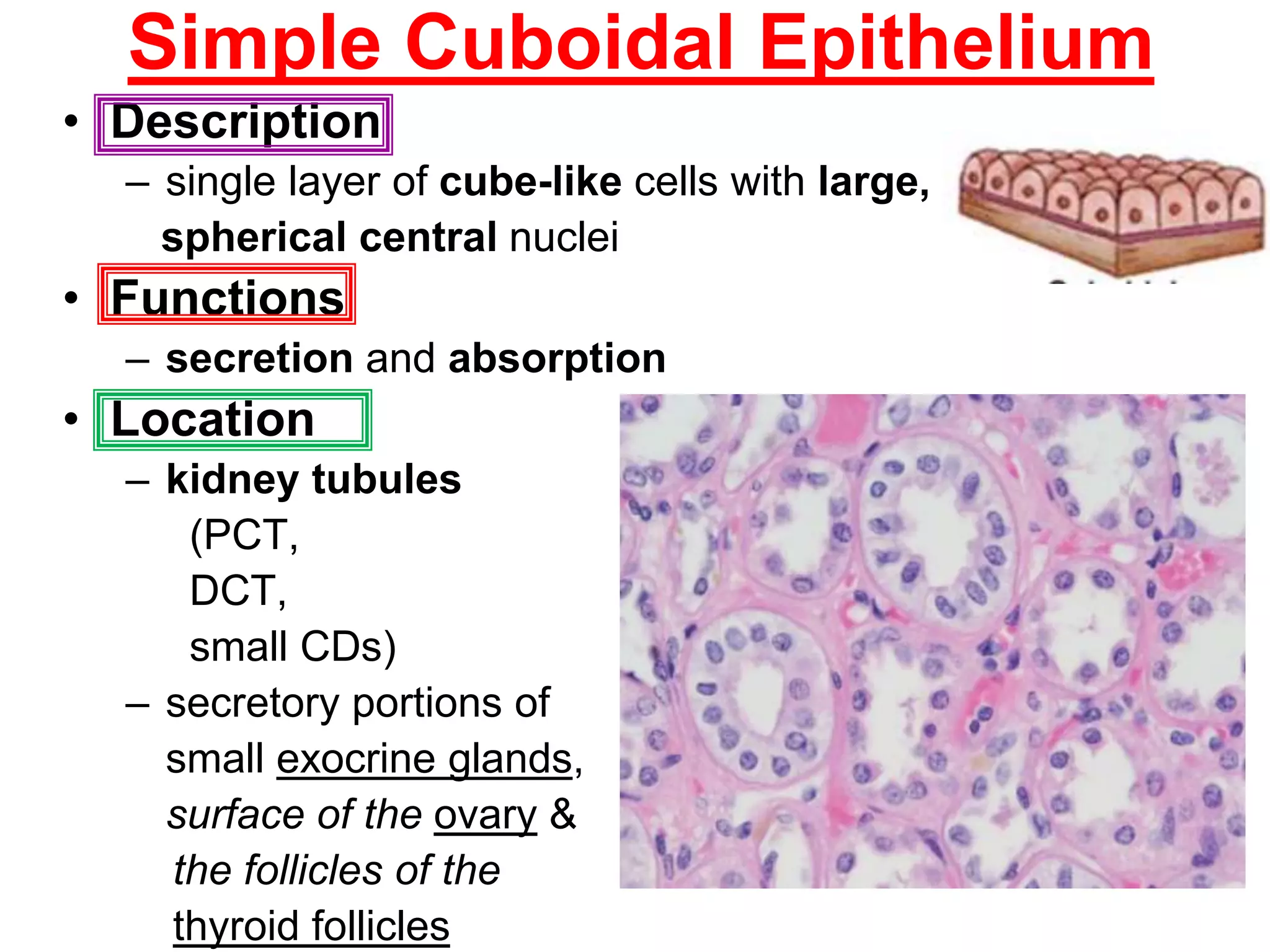 1.EPITHELIAL TISSUE (1).pptx