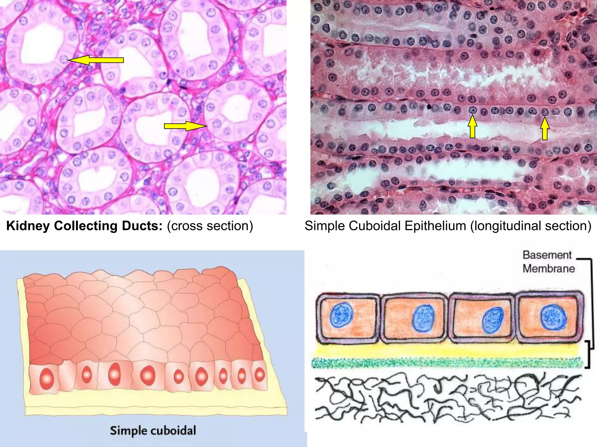 1.EPITHELIAL TISSUE (1).pptx