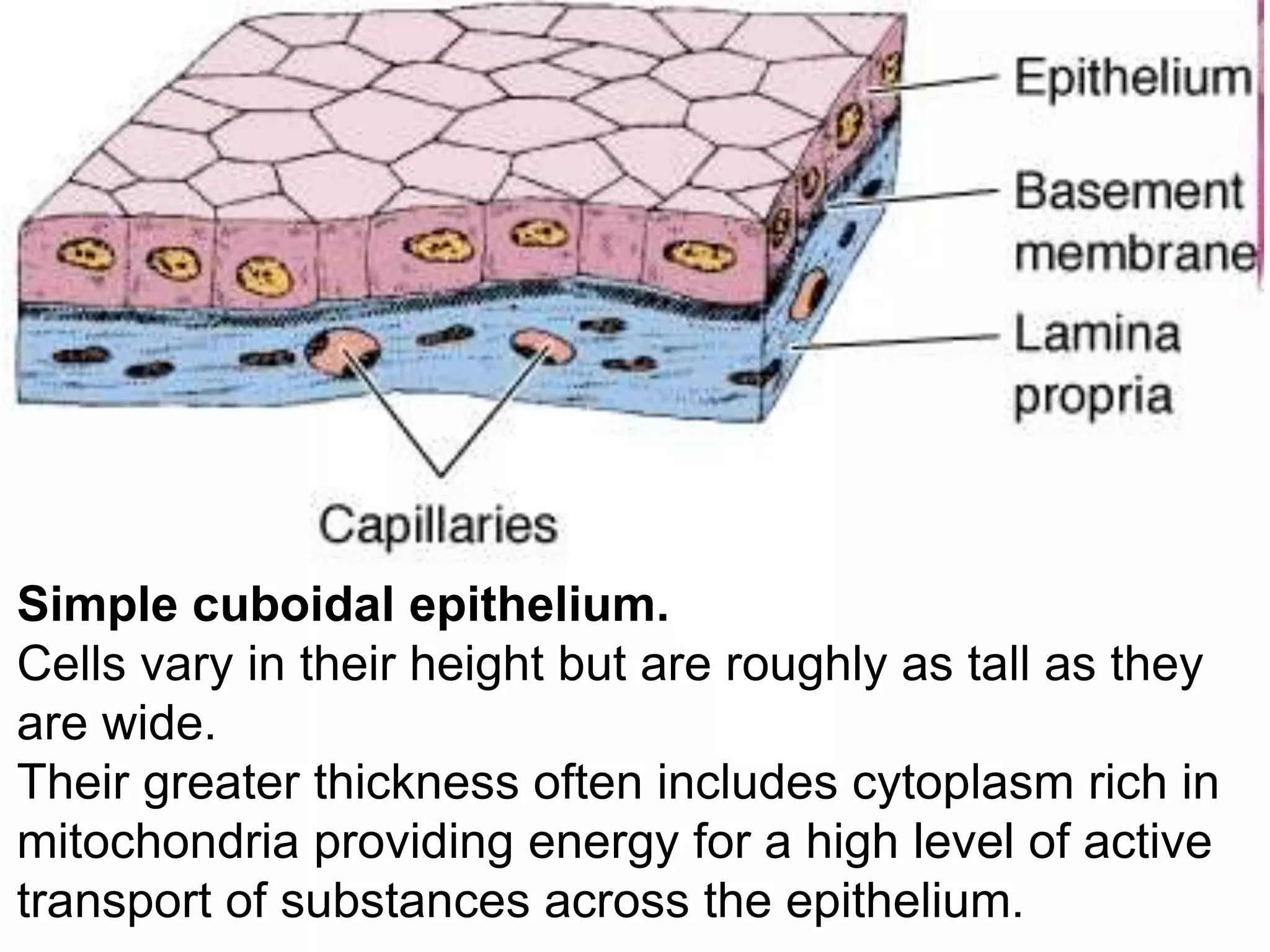 1.EPITHELIAL TISSUE (1).pptx
