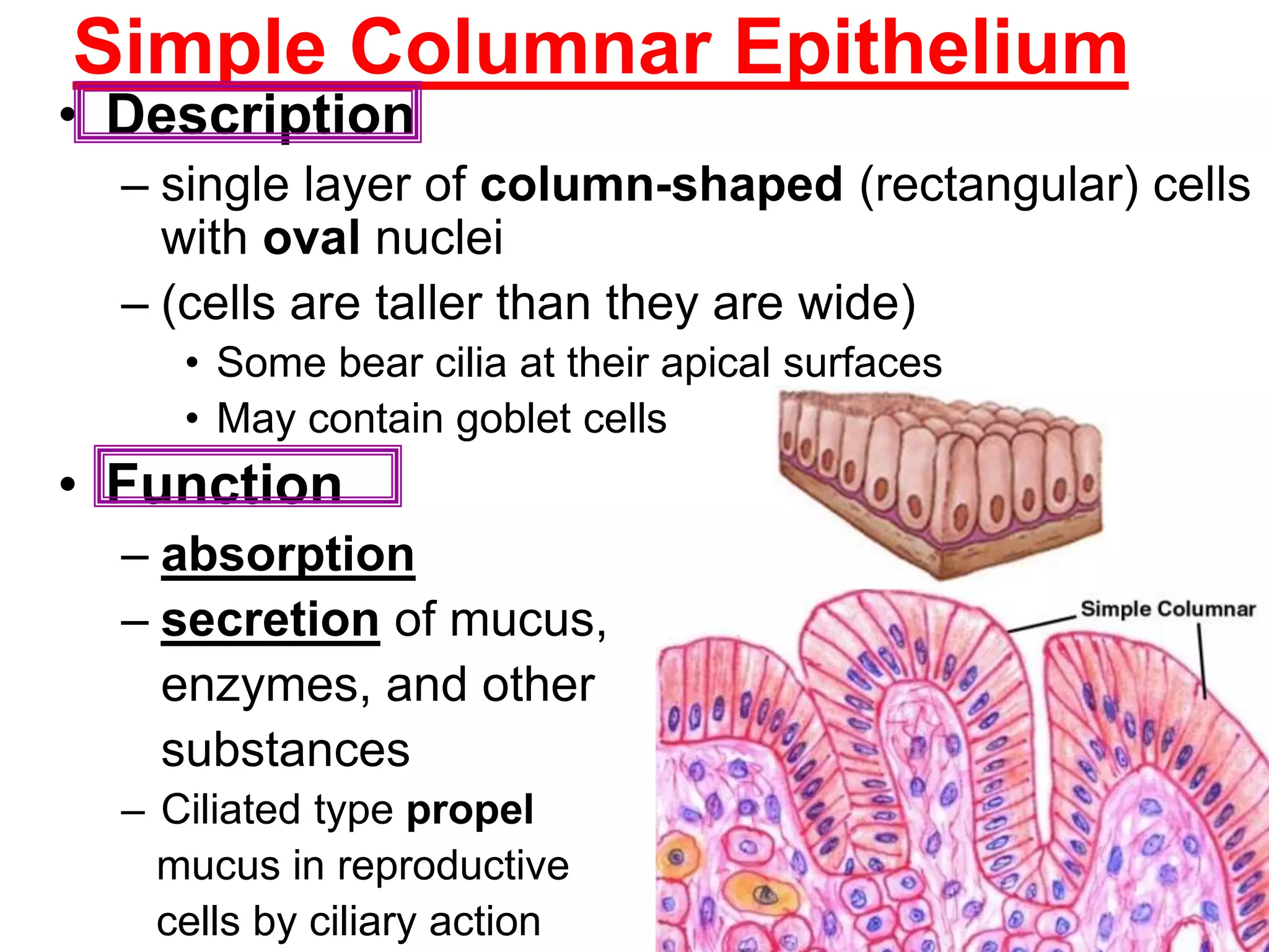 1.EPITHELIAL TISSUE (1).pptx