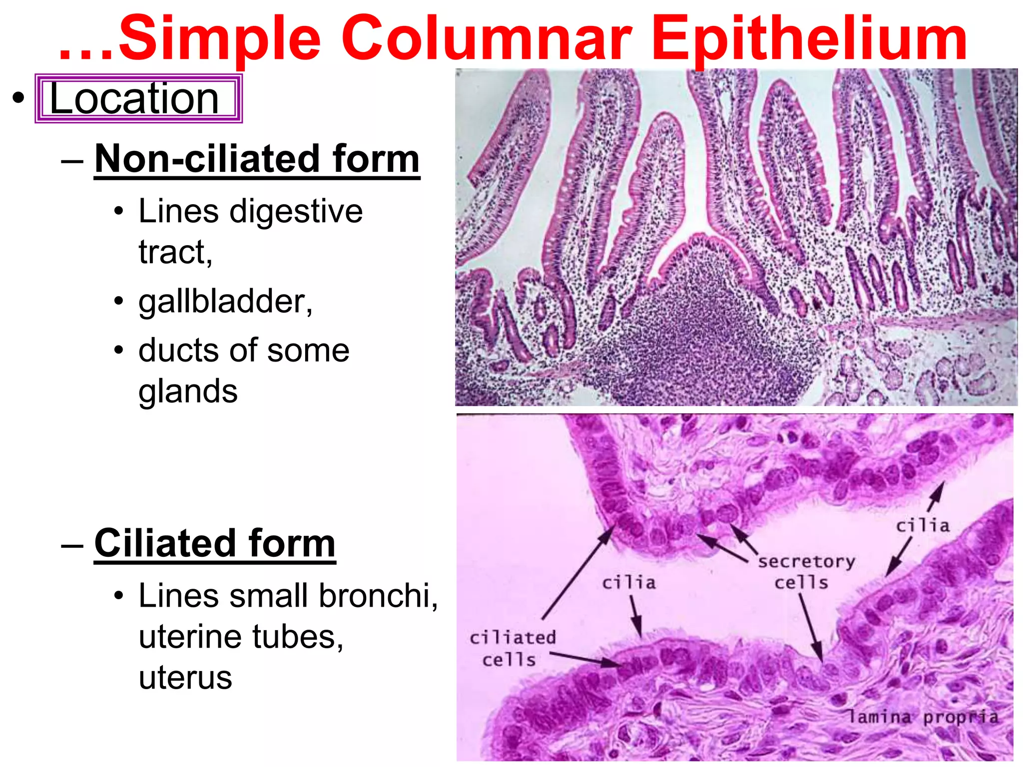1.EPITHELIAL TISSUE (1).pptx