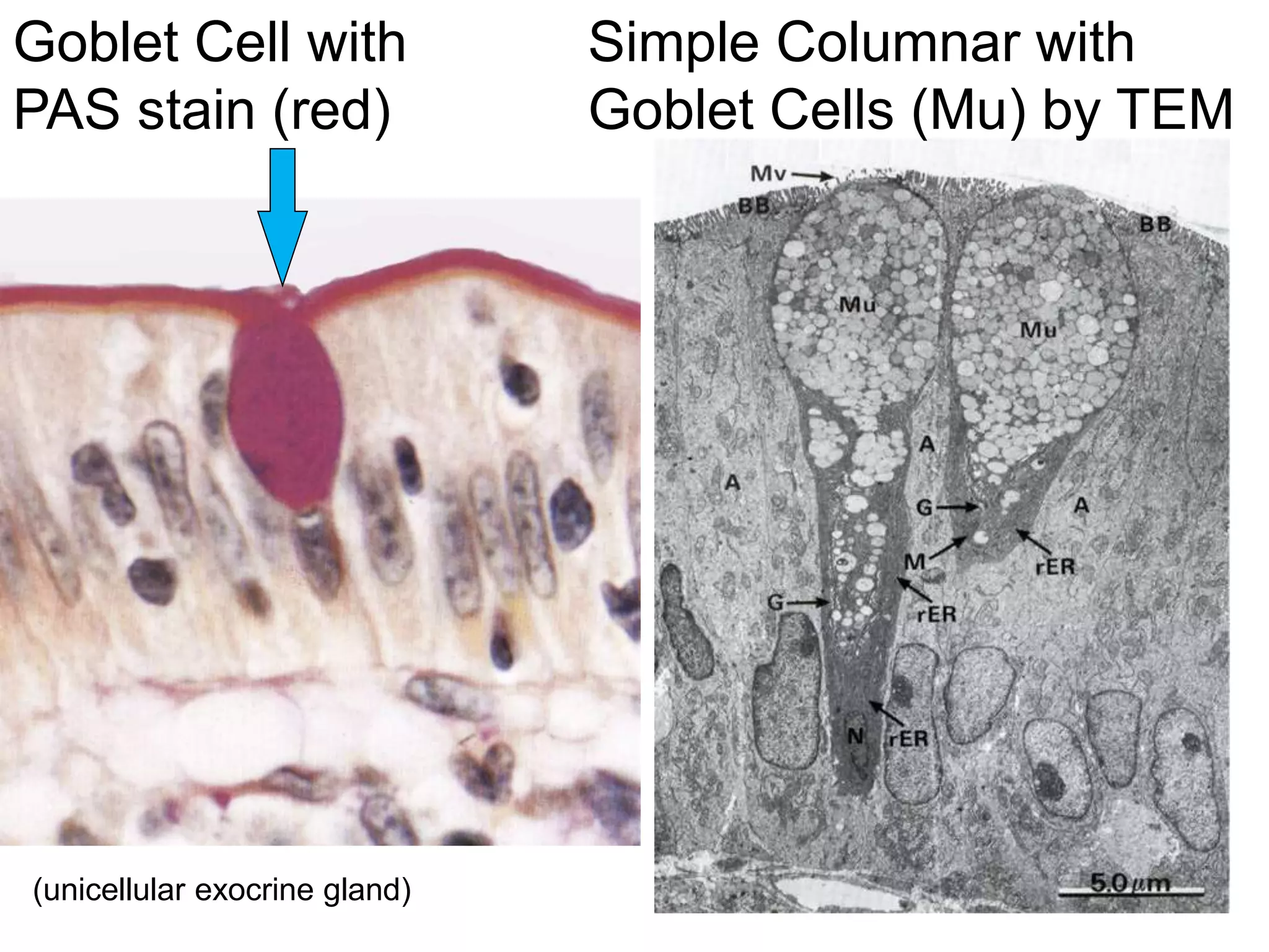 1.EPITHELIAL TISSUE (1).pptx