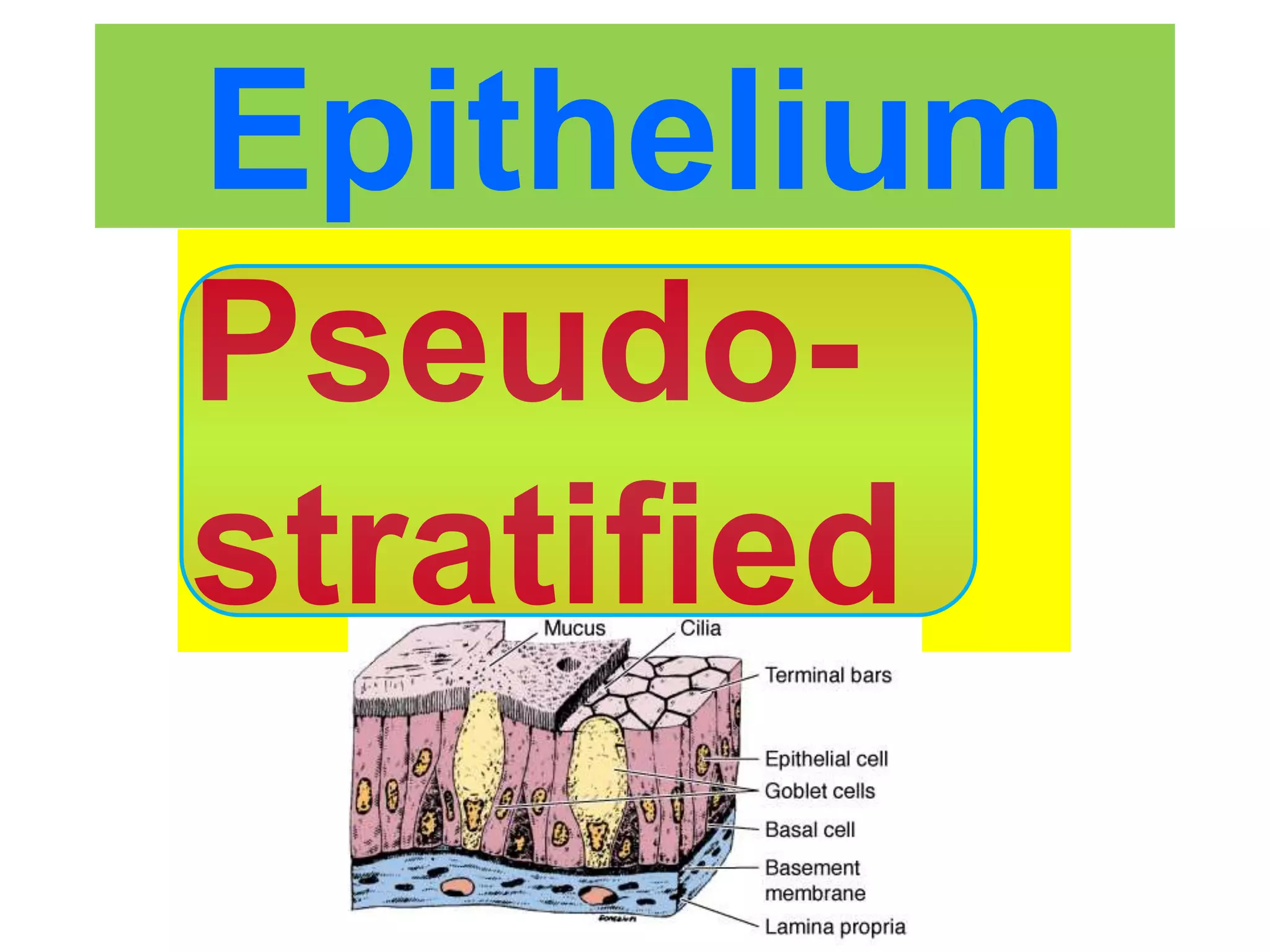 1.EPITHELIAL TISSUE (1).pptx