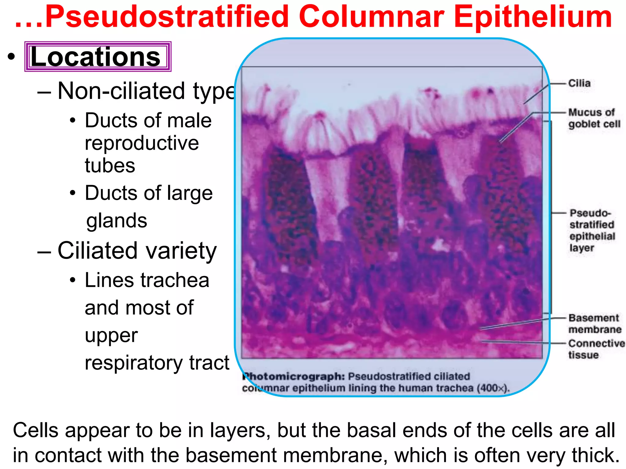 1.EPITHELIAL TISSUE (1).pptx