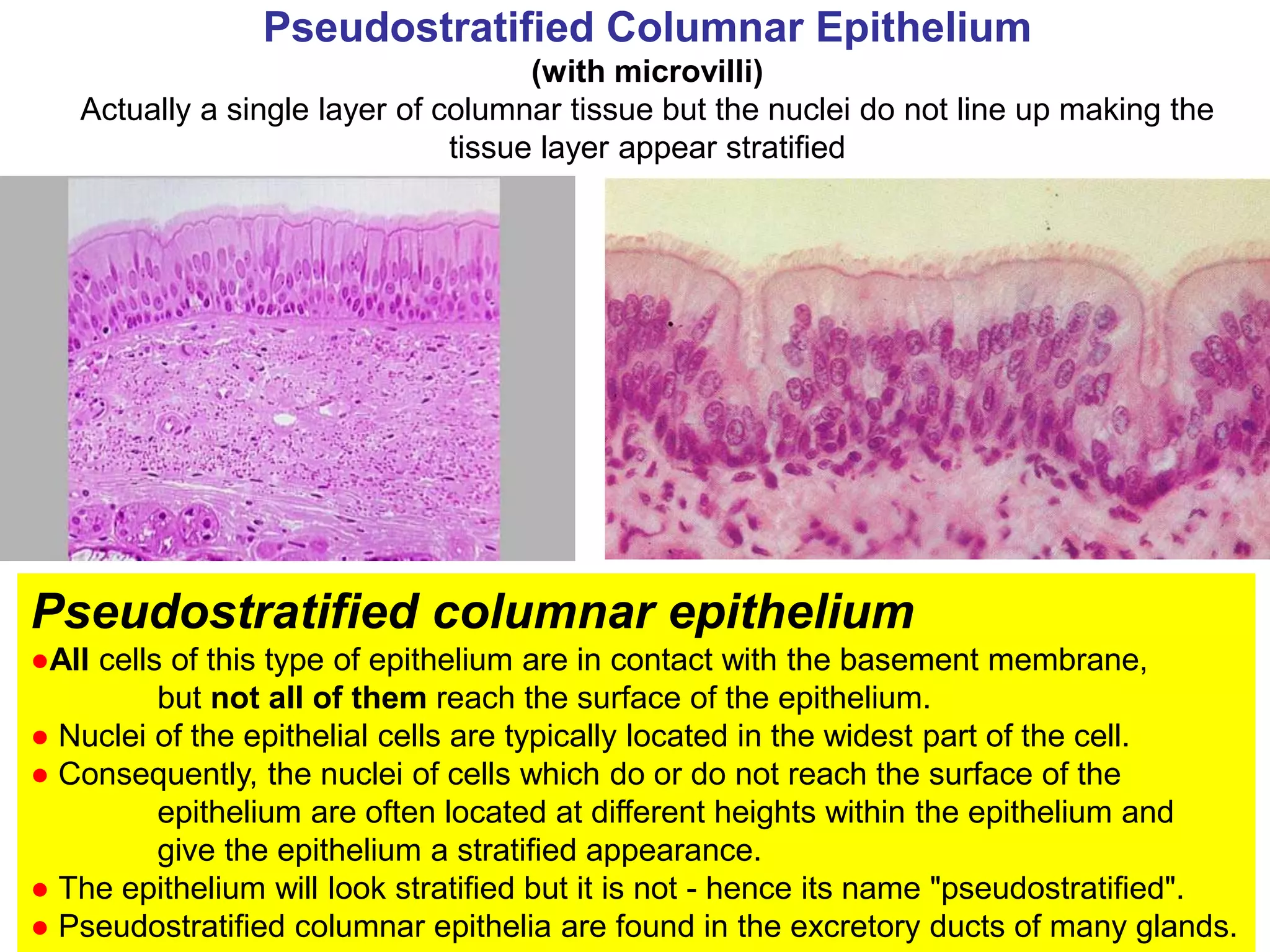 1.EPITHELIAL TISSUE (1).pptx