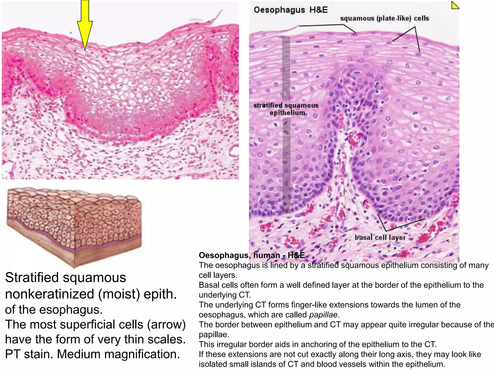 1.EPITHELIAL TISSUE (1).pptx