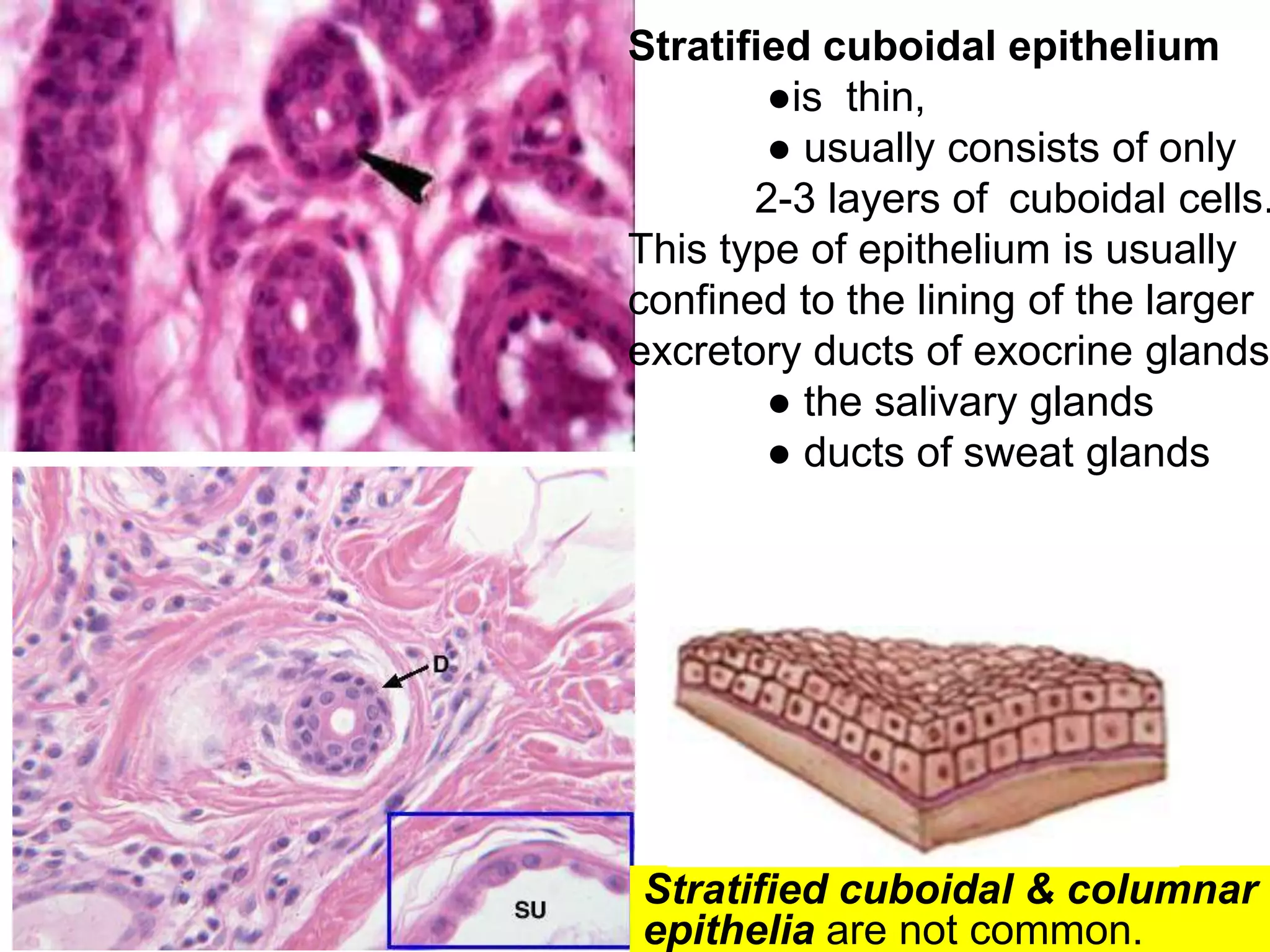 1.EPITHELIAL TISSUE (1).pptx