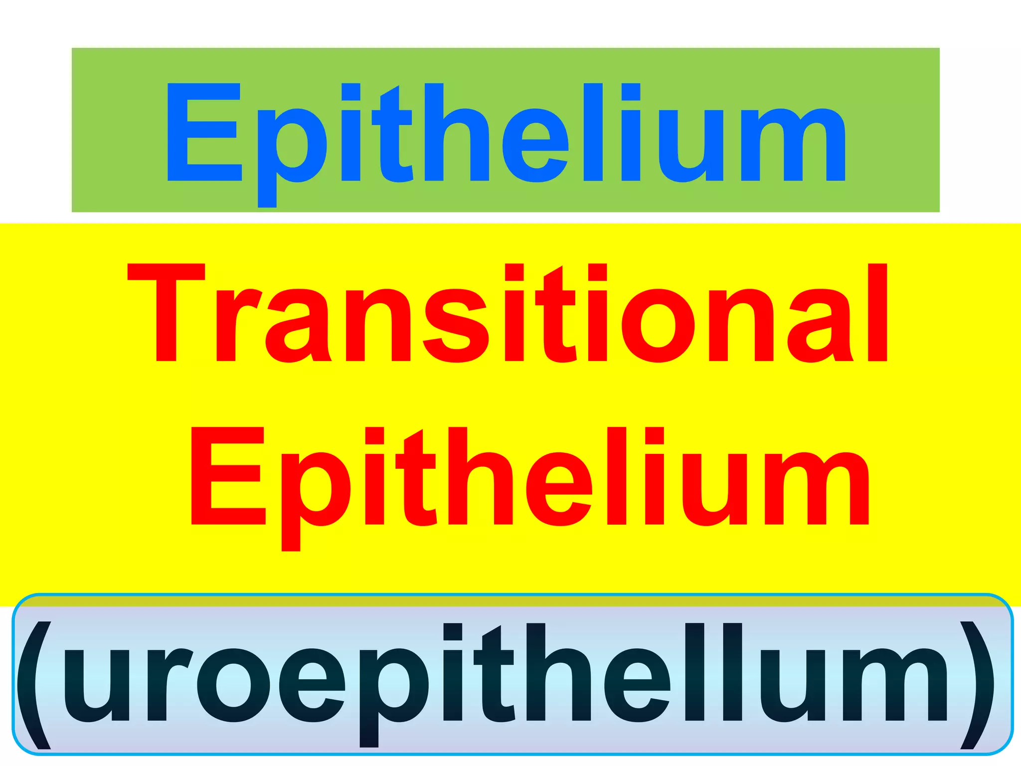 1.EPITHELIAL TISSUE (1).pptx