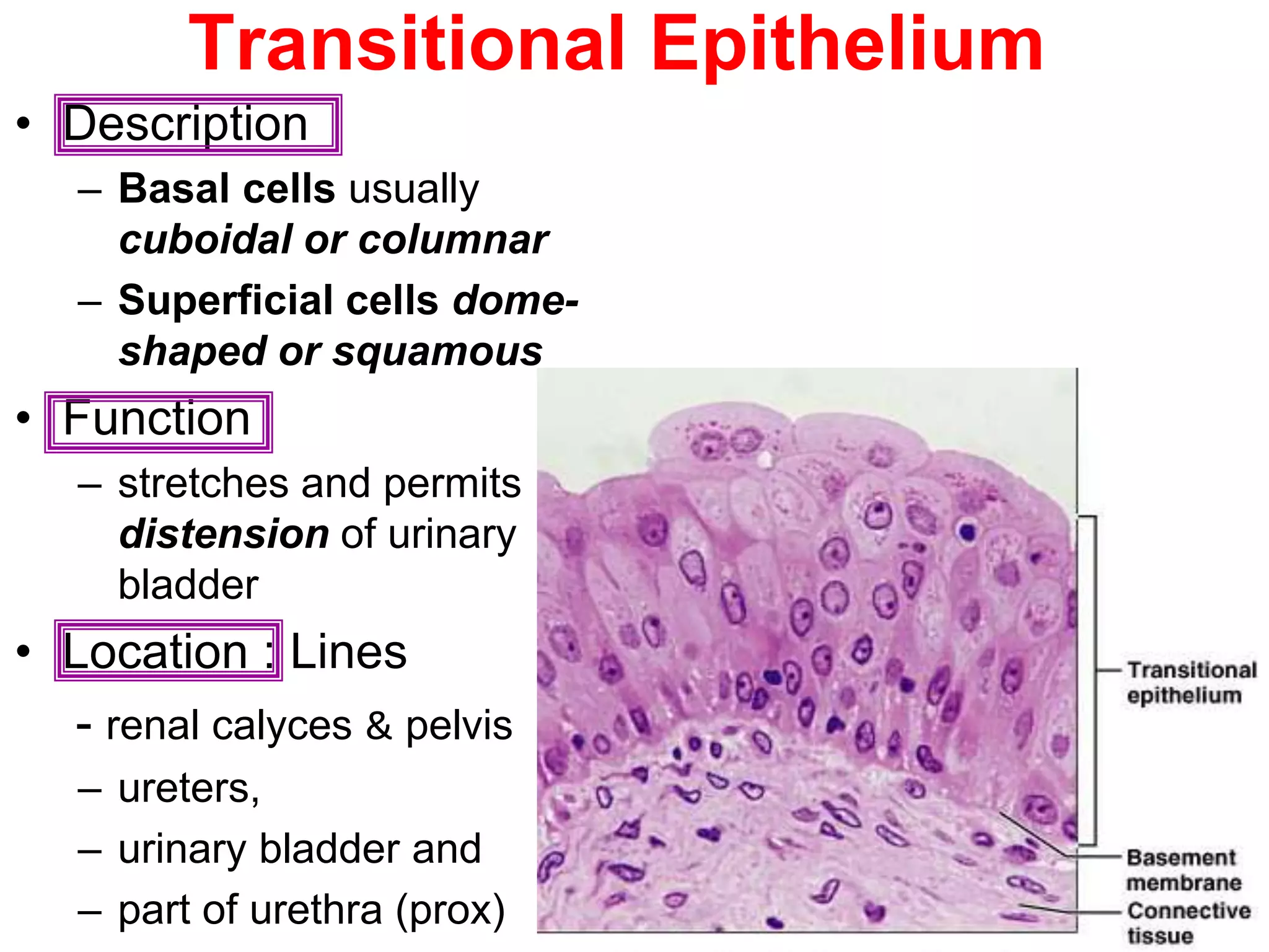 1.EPITHELIAL TISSUE (1).pptx