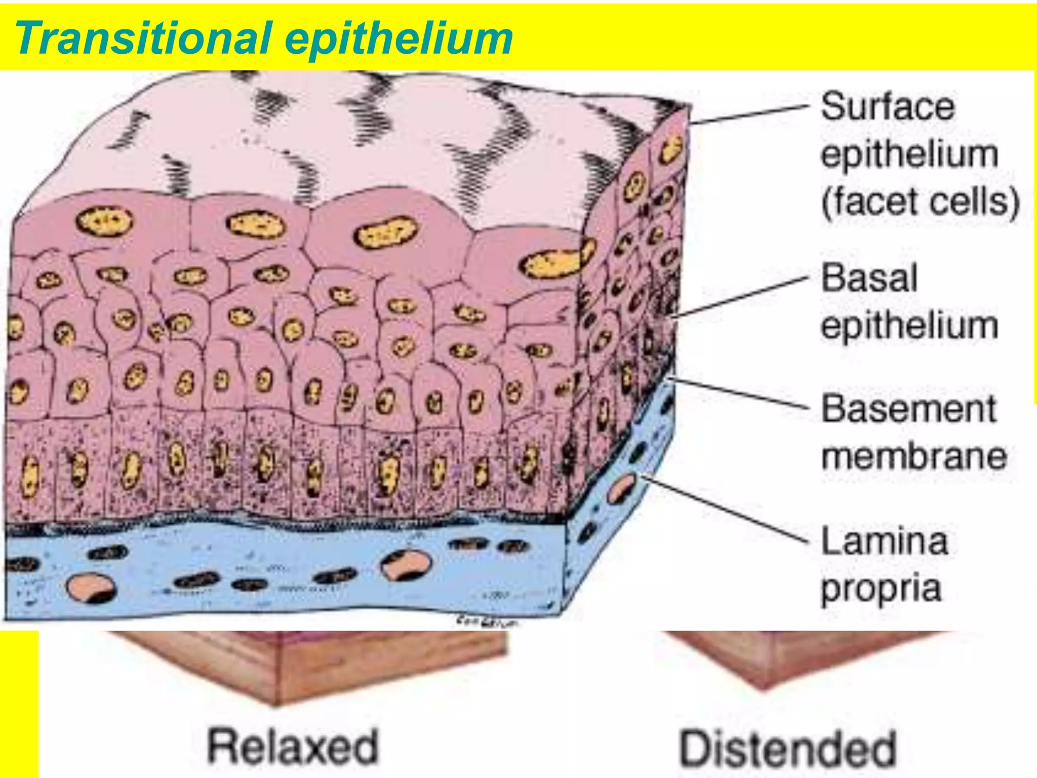 1.EPITHELIAL TISSUE (1).pptx