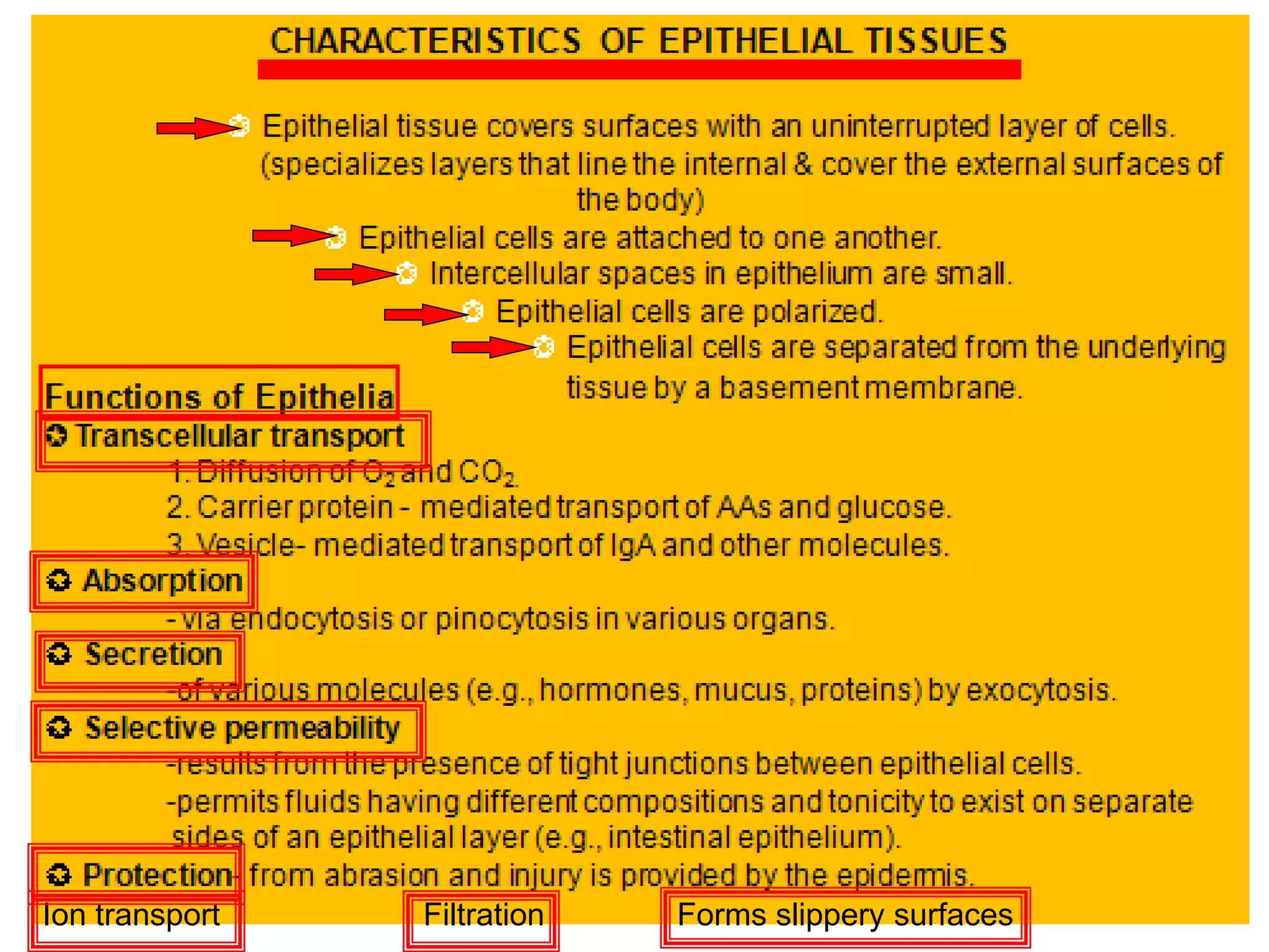 1.EPITHELIAL TISSUE (1).pptx