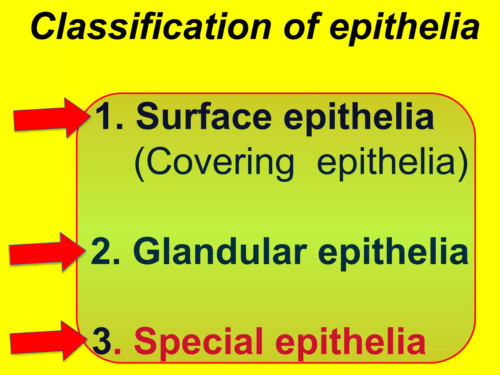 1.EPITHELIAL TISSUE (1).pptx