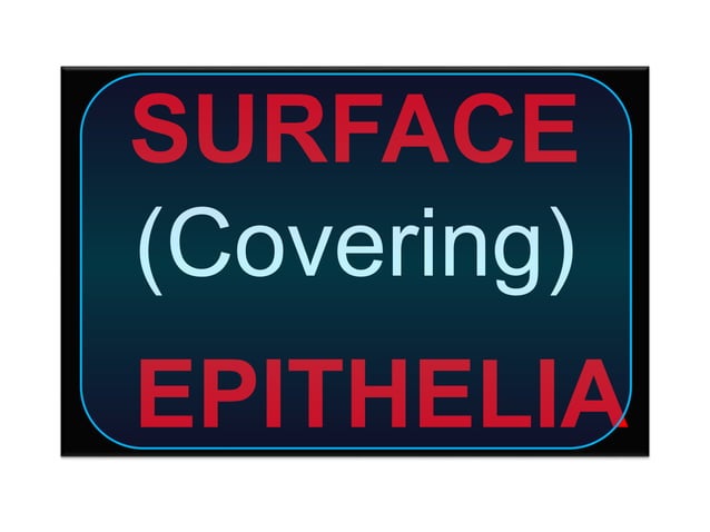 1 Epithelial Tissue 1 Pptx