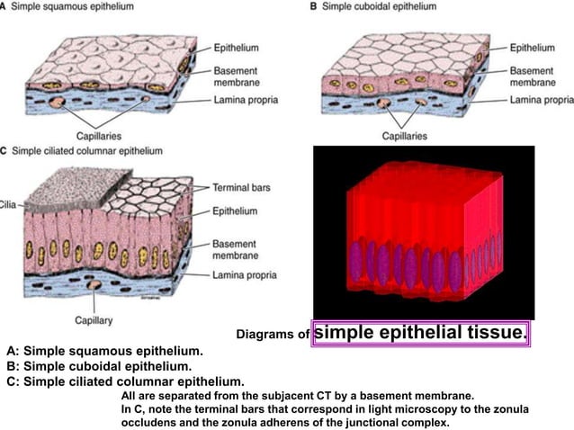 1.EPITHELIAL TISSUE (1).pptx