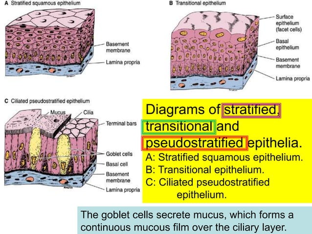 1.EPITHELIAL TISSUE (1).pptx
