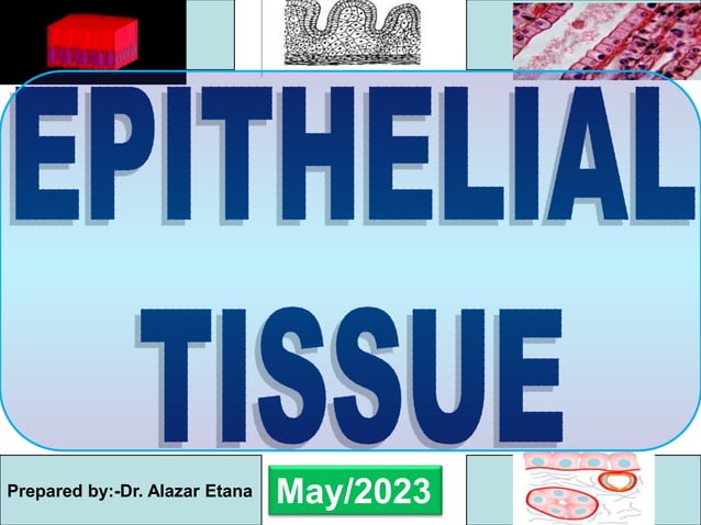 1 Epithelial Tissue 1 Pptx