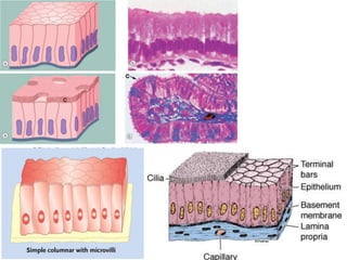 Ciliated Epithelial Cell For Kids