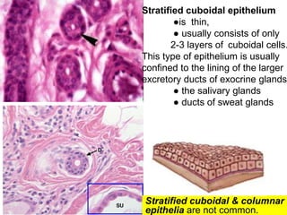 Stratified Cuboidal Epithelium Slide