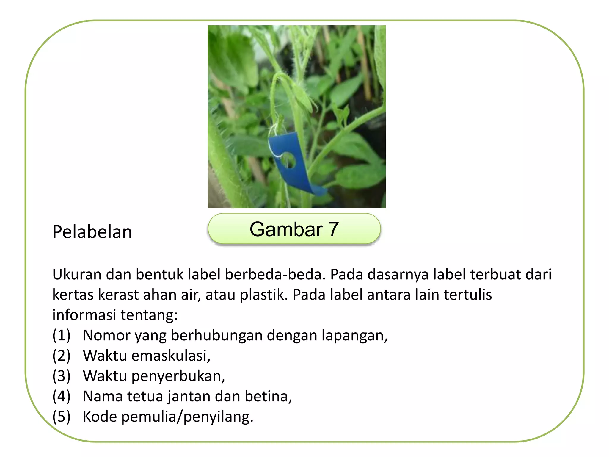 Persilangan Tomat.ppt