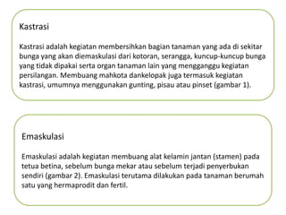 Persilangan Tomat.ppt