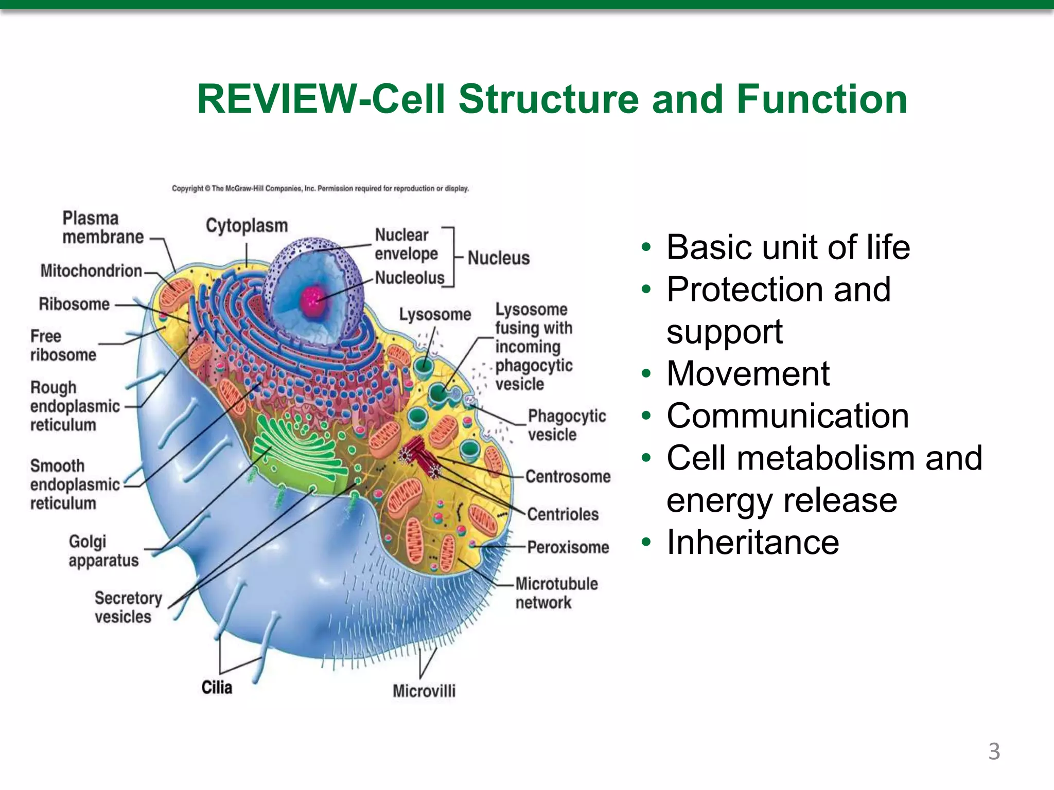 1.2 cellular level of Organisation.pptx