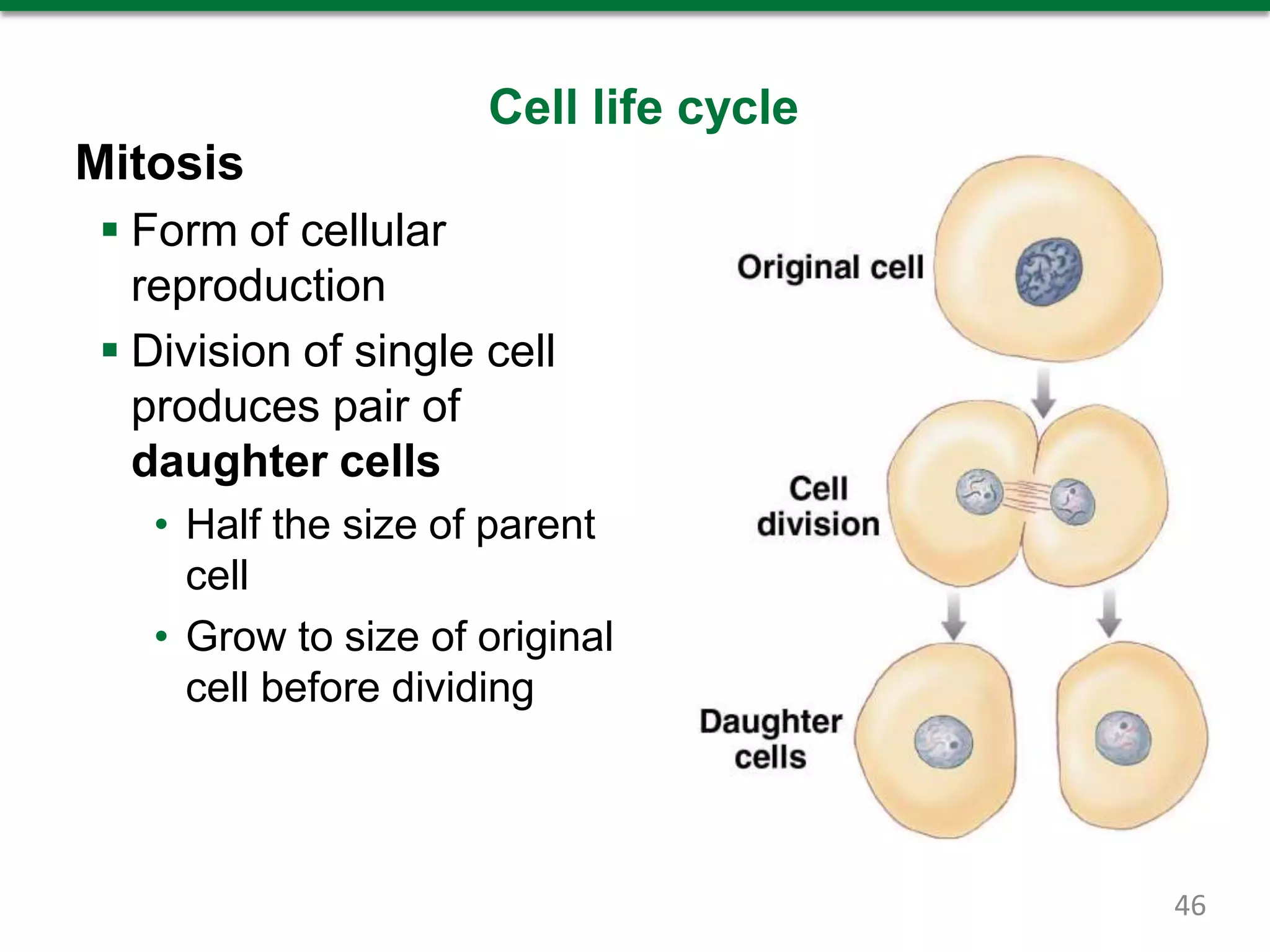 1.2 cellular level of Organisation.pptx