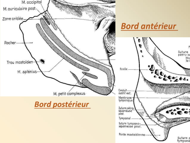 anatomie de la Mastoïde | PPTX