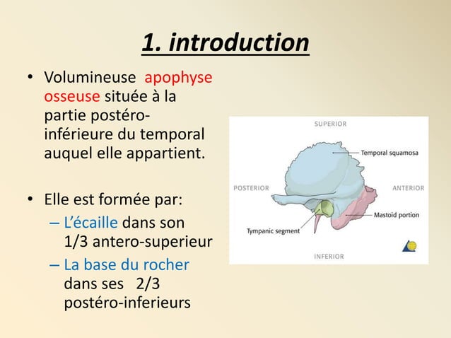 anatomie de la Mastoïde | PPT