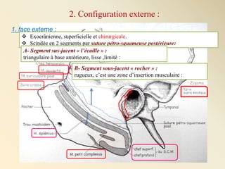 anatomie de la Mastoïde | PPT