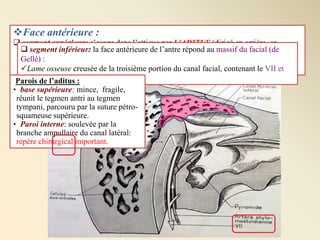 anatomie de la Mastoïde | PPT