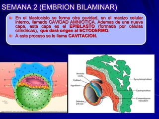 EMBRIOLOGIA GENITAL FEMENINA | PPTX