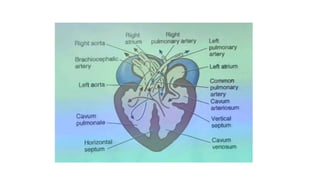 Comparative anatomy | PPT
