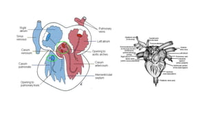 Comparative anatomy | PPT