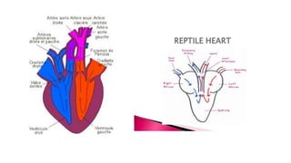 Comparative anatomy | PPT