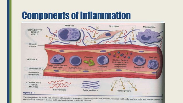 Inflammation & Healing.pptx
